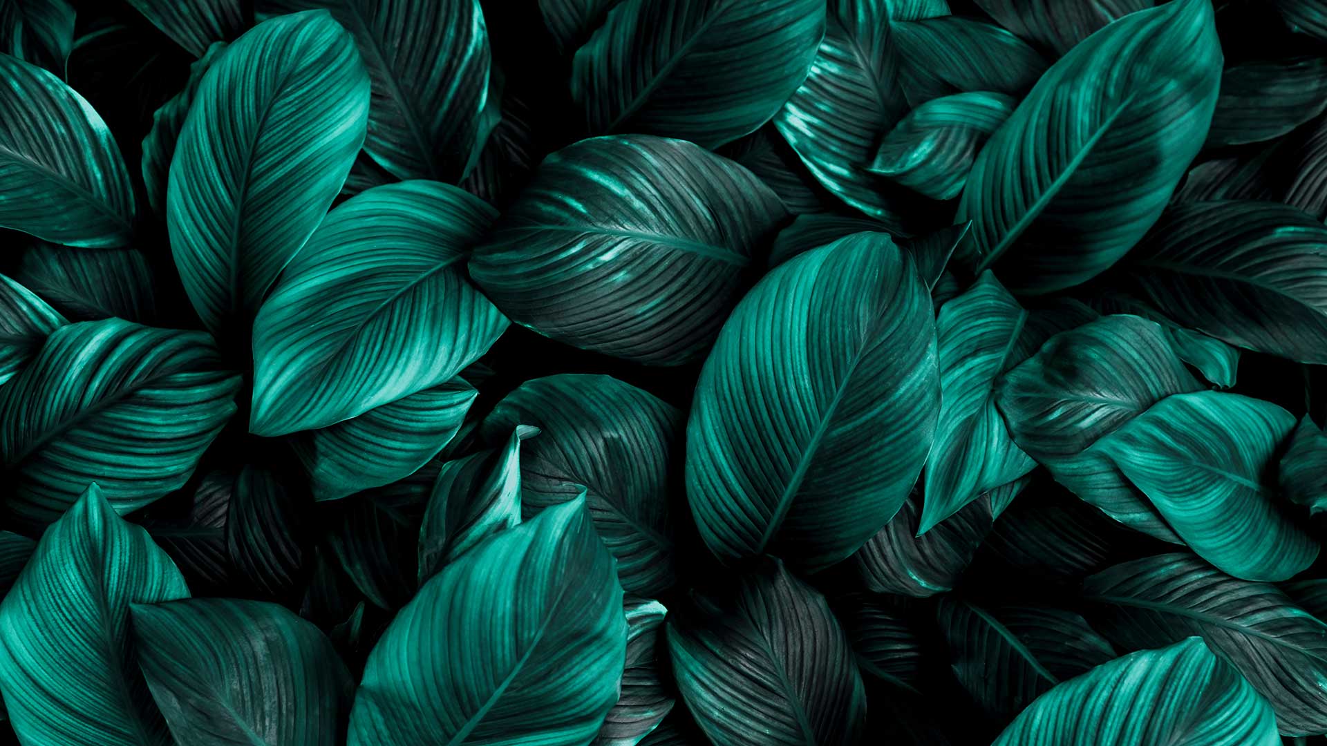 Psychological Evaluations Washington DC